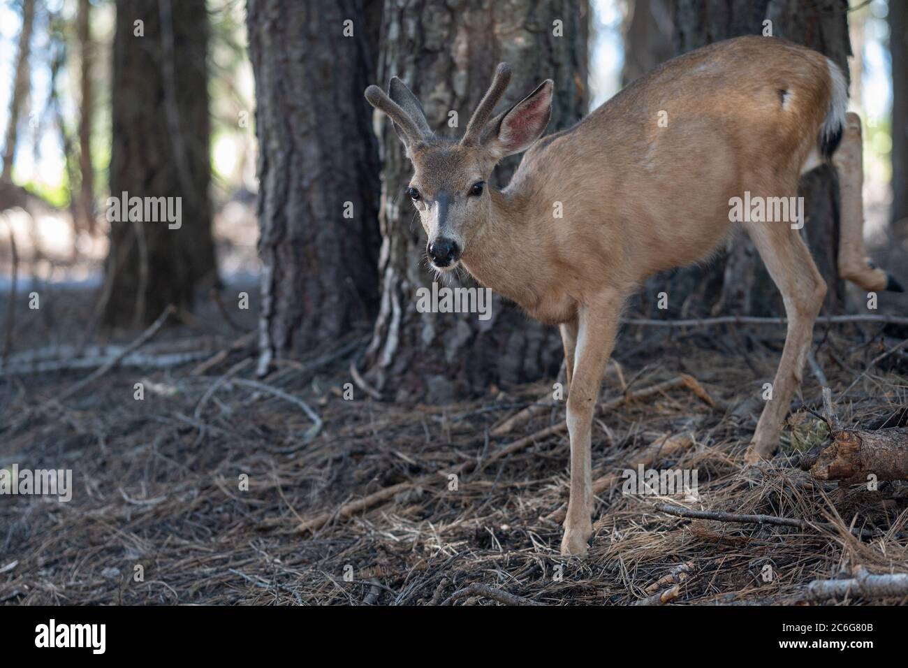 Sequoia national park animal hi-res stock photography and images - Alamy