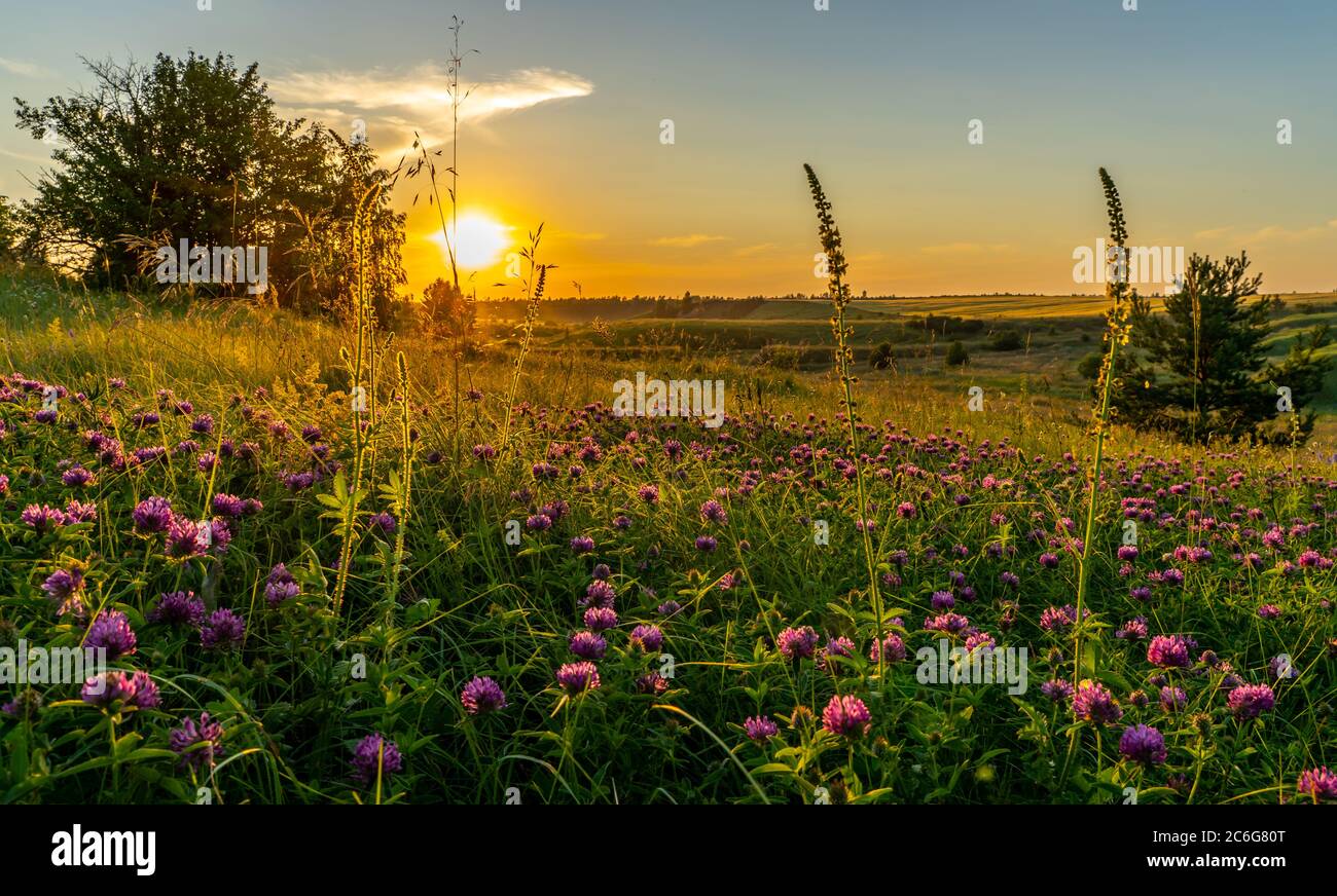 Green hill overgrown grass flowers hi-res stock photography and images ...