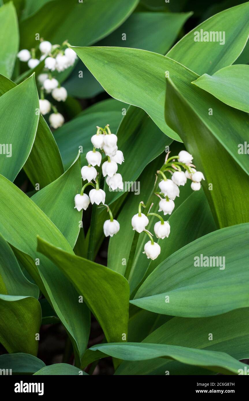 Convallaria majalis Lily-of-the-Valley This is an evergreen plant that ...