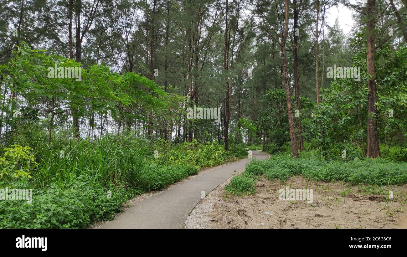 Road way to the jungle rain forest Stock Photo - Alamy
