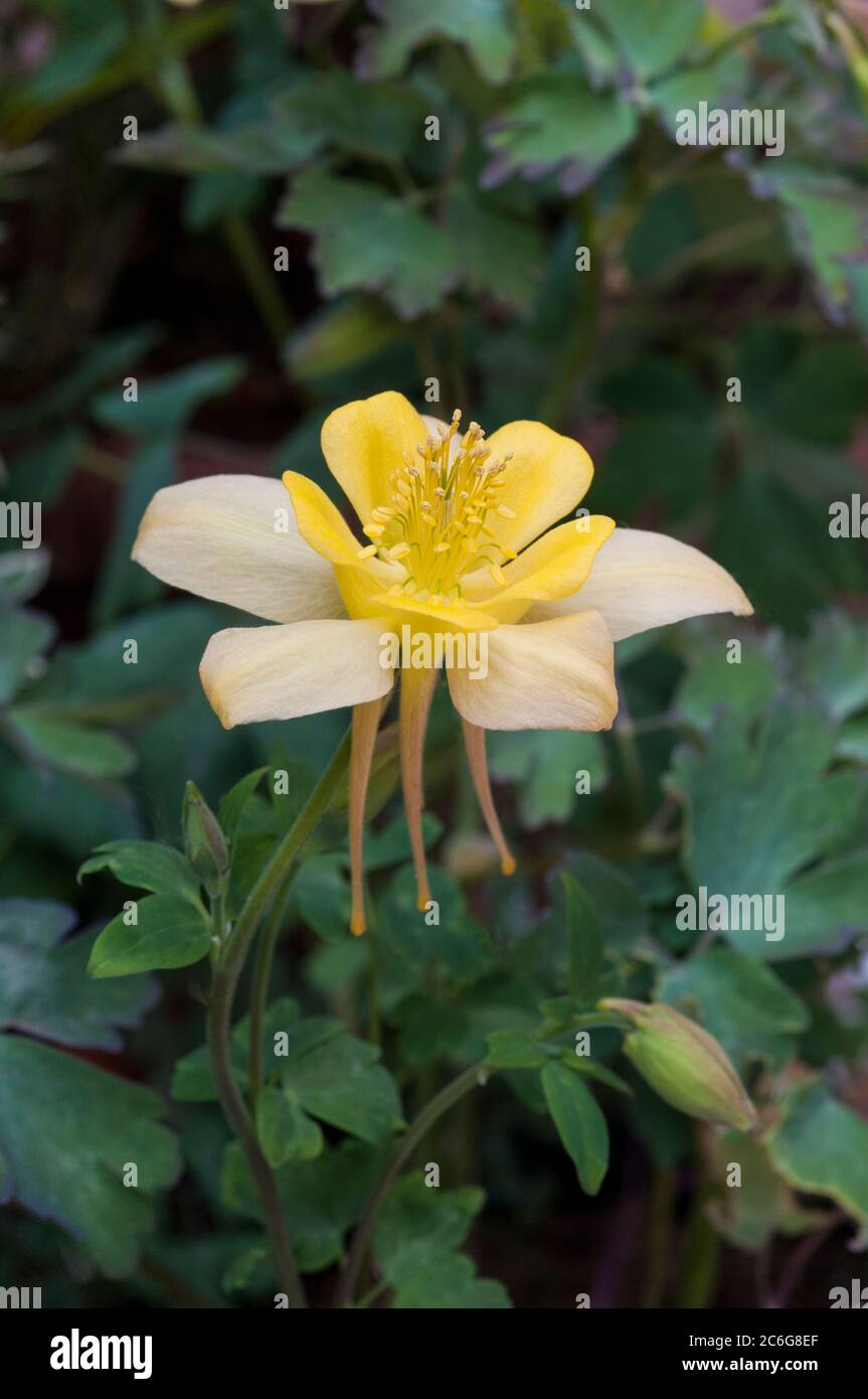 Columbine mckana hybrid hi-res stock photography and images - Alamy