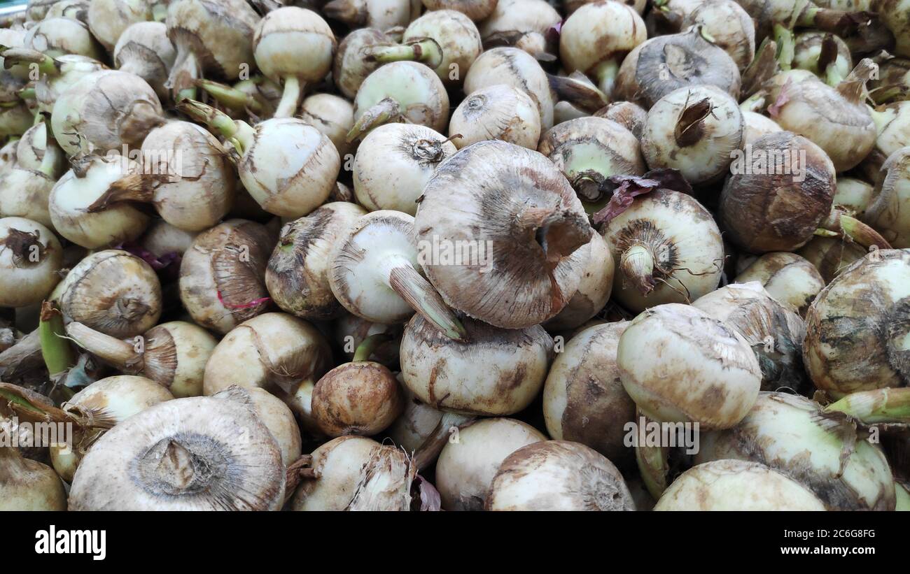 Chinese arrowroot hi-res stock photography and images - Alamy