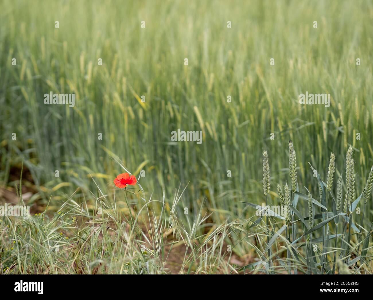 Poppy field poppies scotland hi-res stock photography and images - Alamy