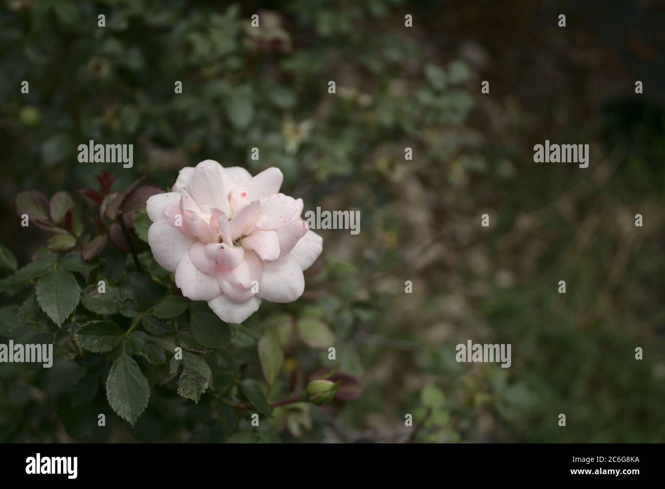 Speckled rose hi-res stock photography and images - Alamy