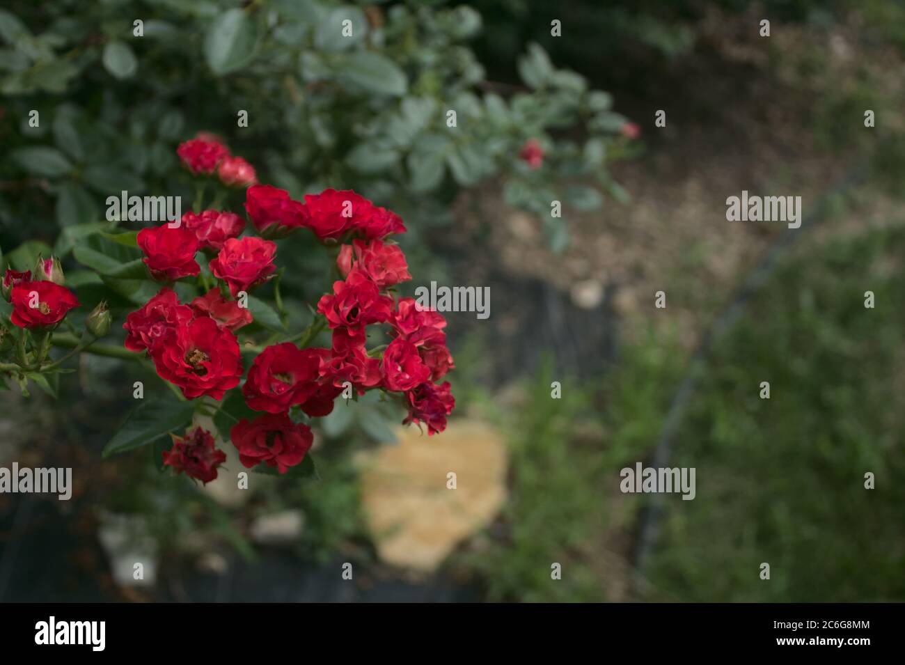 Many cluster small red hi-res stock photography and images - Alamy