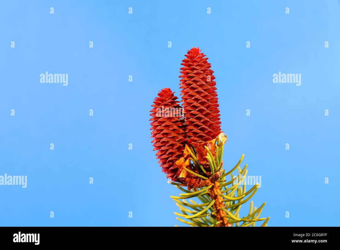 Norway spruce (Picea abies), red female flower, North Rhine-Westphalia ...