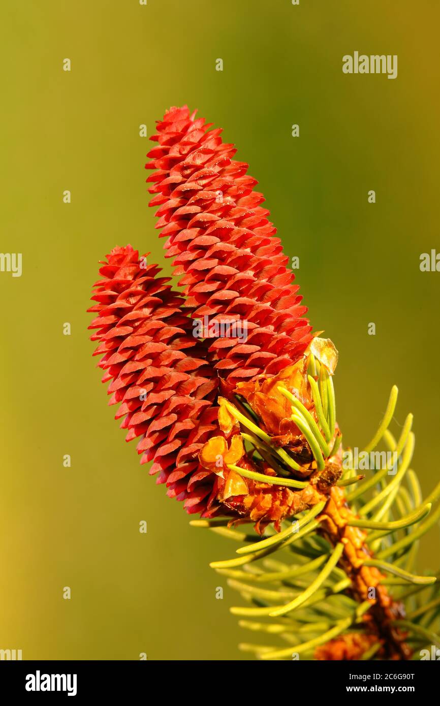 Norway spruce (Picea abies), red female flower, North Rhine-Westphalia ...