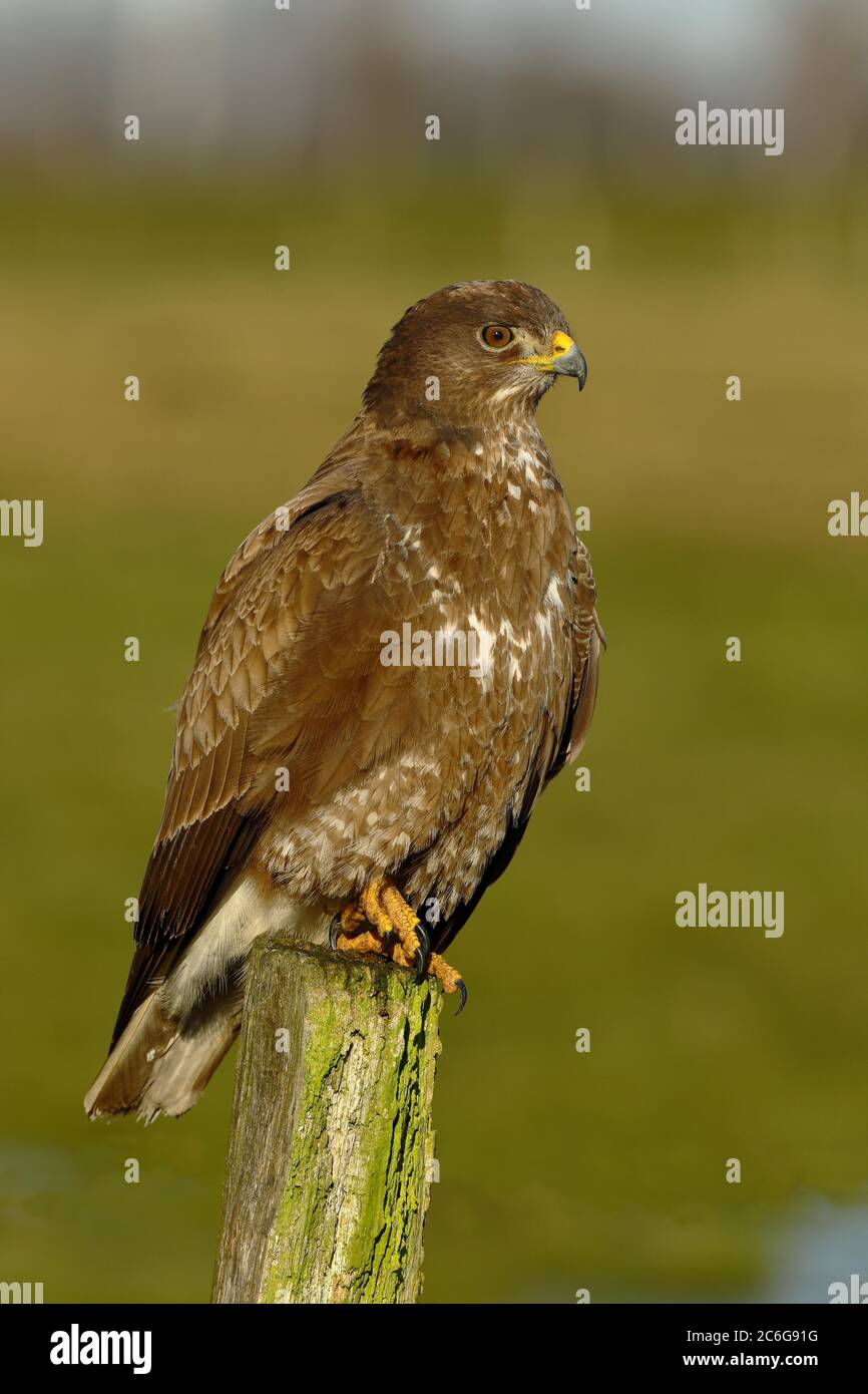 Buzzard sitting on pole hi-res stock photography and images - Alamy