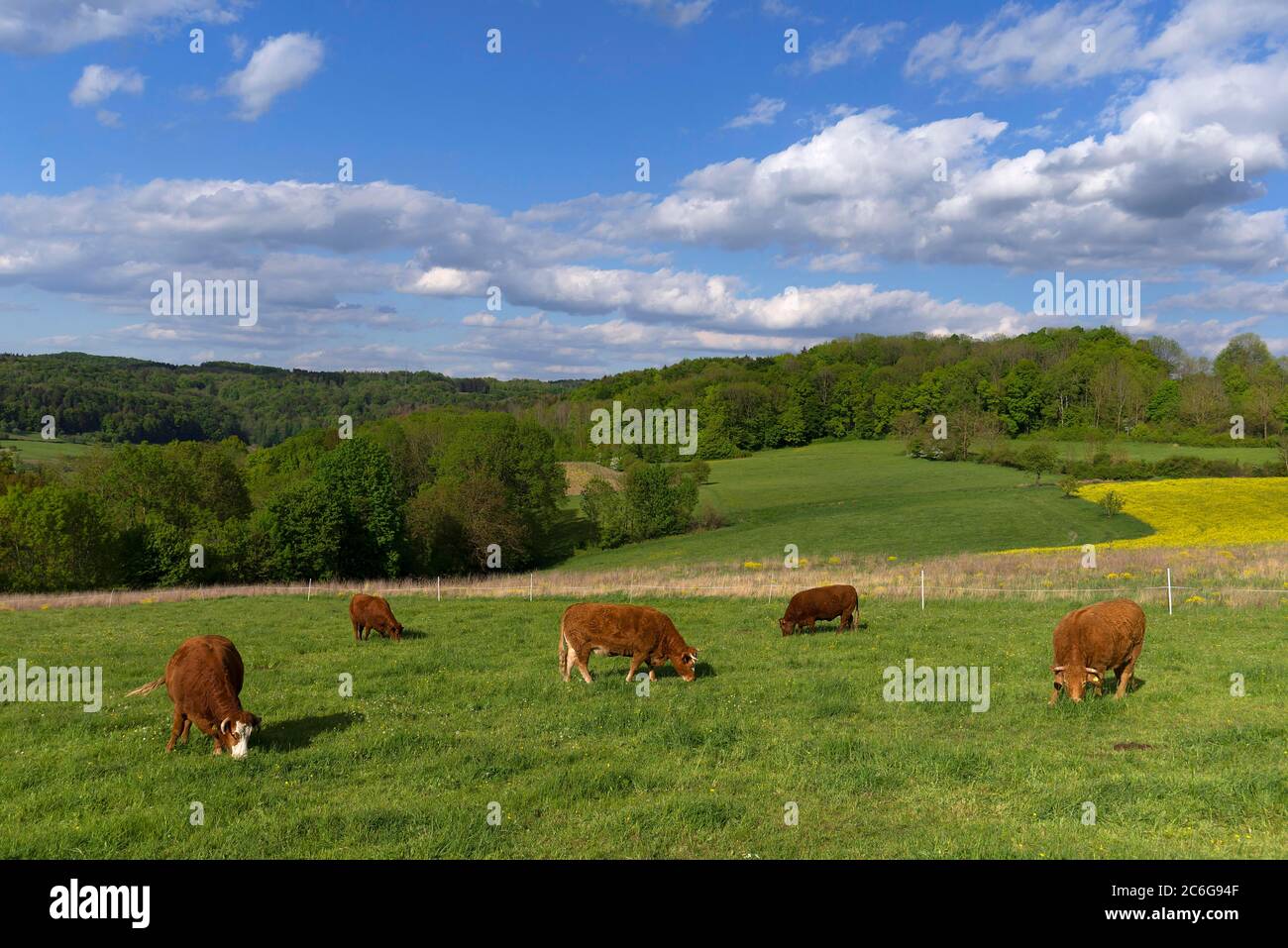 Cattle pasture germany hi-res stock photography and images - Alamy