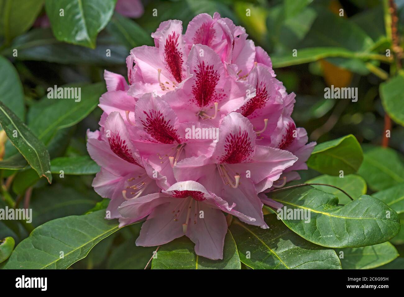 Pink rhododendronflower rhododendron hi-res stock photography and ...