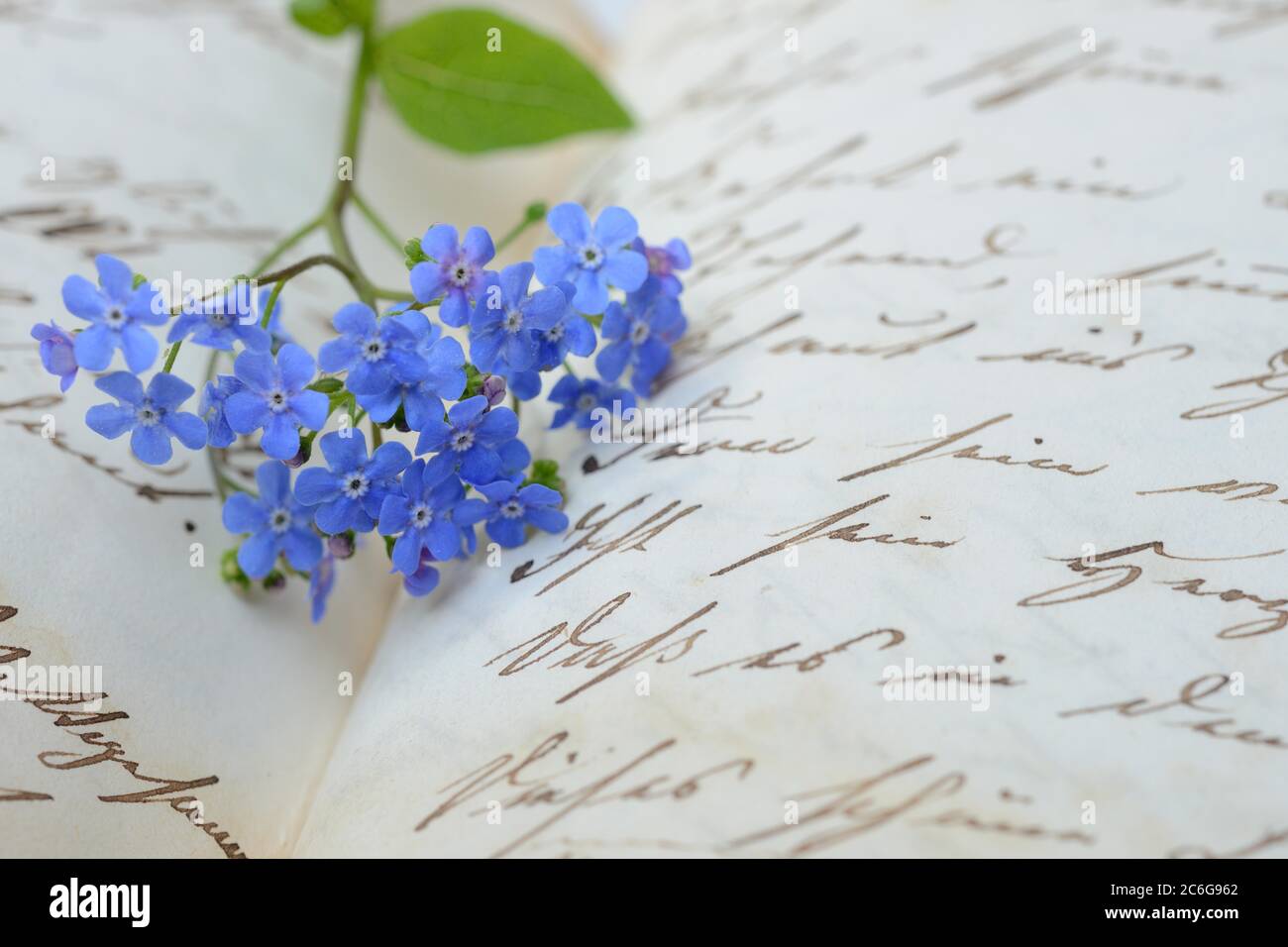 Forget-me-not, flowers on letter paper with old writing, Germany Stock ...