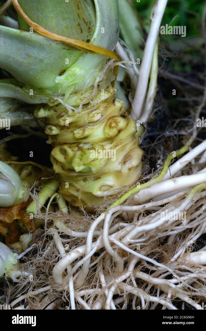 Wasabi rhizome hi-res stock photography and images - Alamy