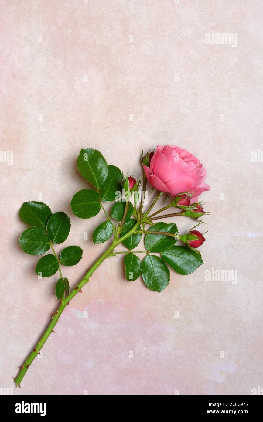 Rose branch hi-res stock photography and images - Alamy
