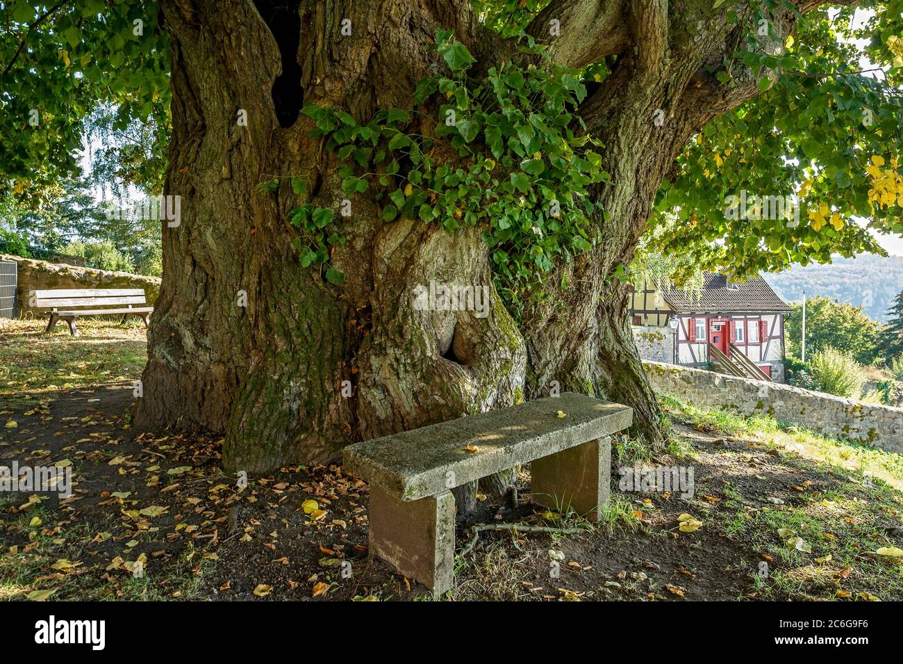 Thousand year old tree hi-res stock photography and images - Alamy