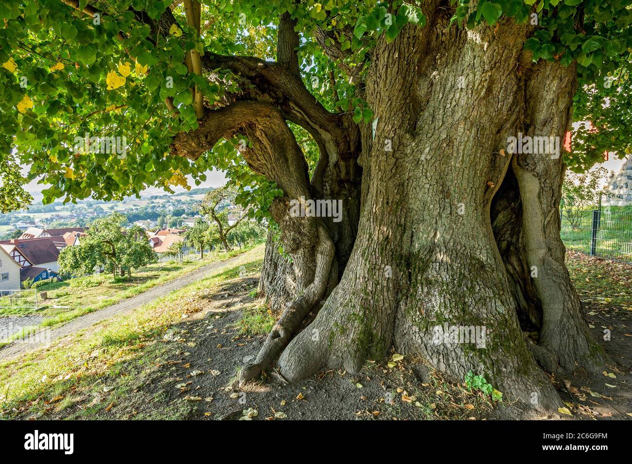 Thousand year old tree hi-res stock photography and images - Alamy