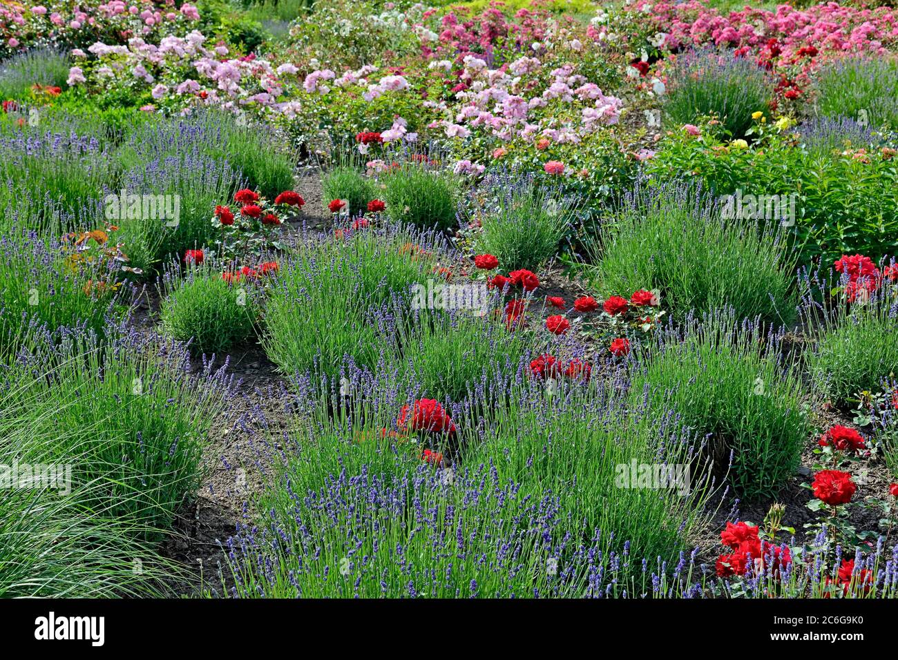 Common lavender (Lavandula angustifolia) in a rose garden, North Rhine ...