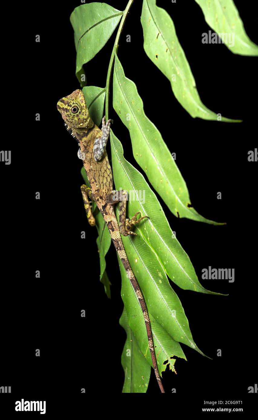 Borneo anglehead lizard (Gonocephalus bornensis), Family of the Agamids ...