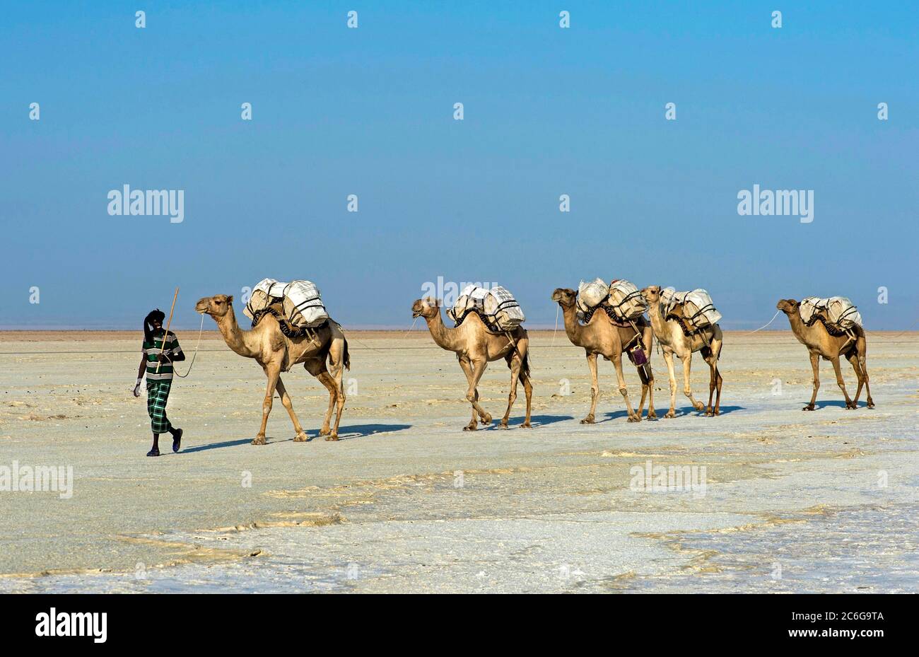 Afar Shepherd leads dromedary caravan loaded with rock salt plates ...