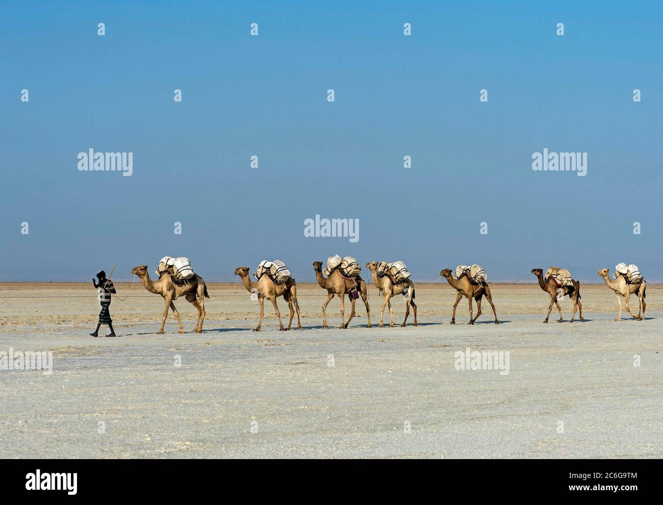 Afar Shepherd leads dromedary caravan loaded with rock salt plates ...