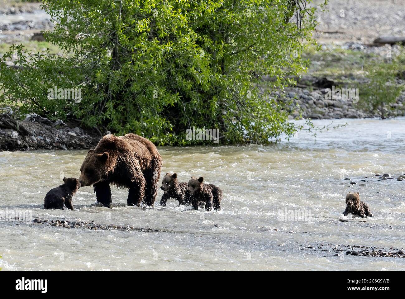 Grizzly 399 with her four cubs Stock Photo - Alamy