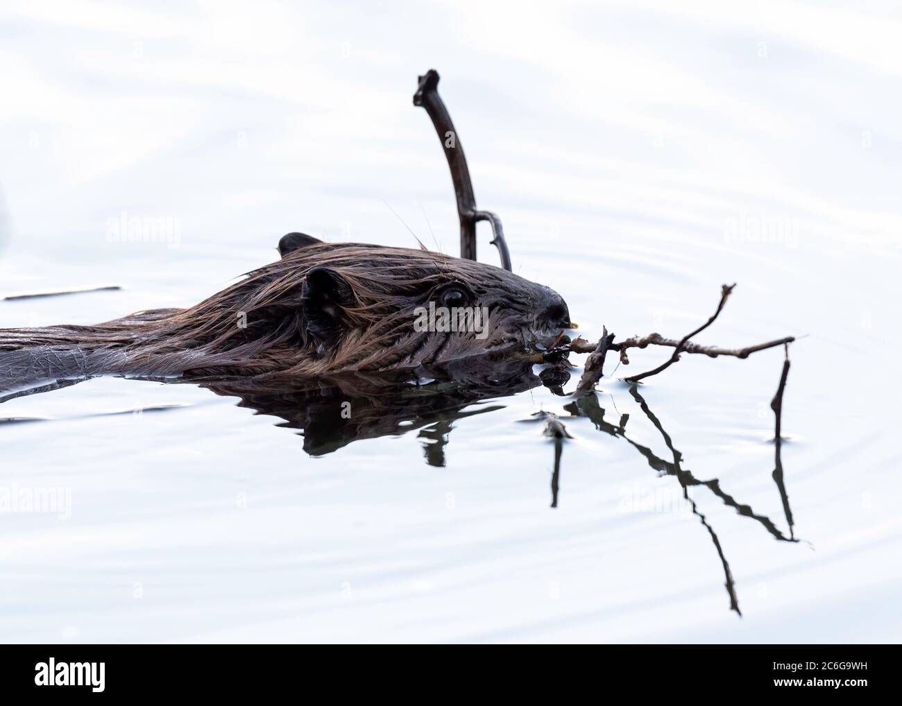 Oregon beaver wildlife hi-res stock photography and images - Alamy