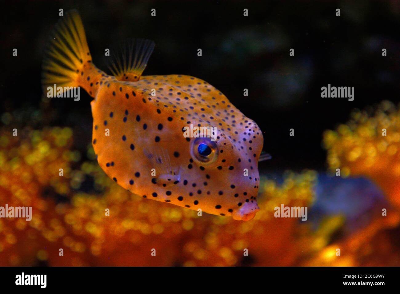Yellow boxfish ( Ostracion cubicus ), captive Stock Photo - Alamy