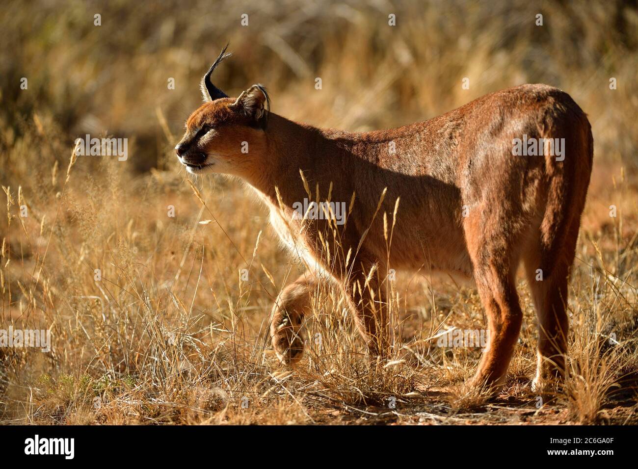 Caracales El Caracal (Caracal Caracal) Es Un Felino ágil De África Y
