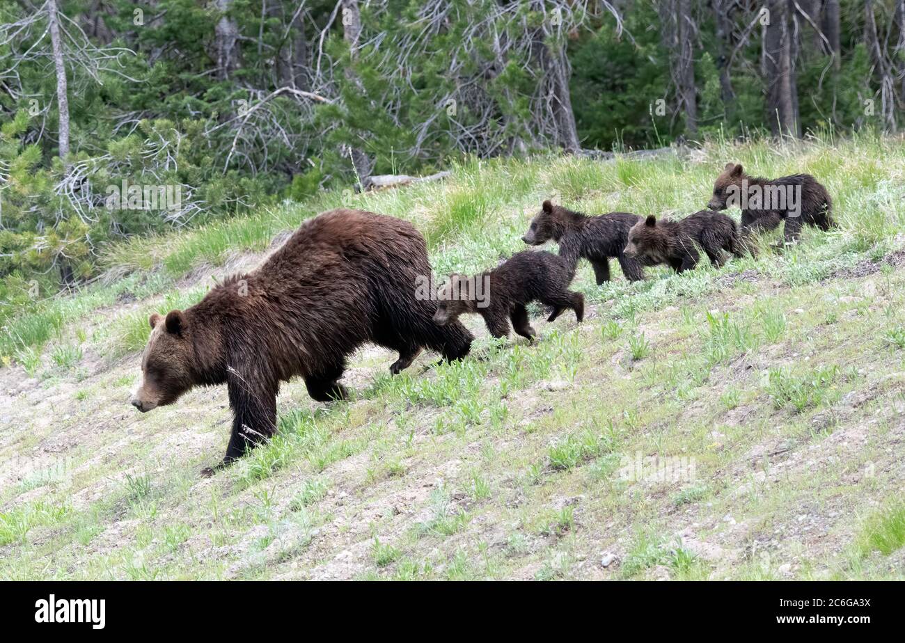Grizzly bear den hi-res stock photography and images - Alamy