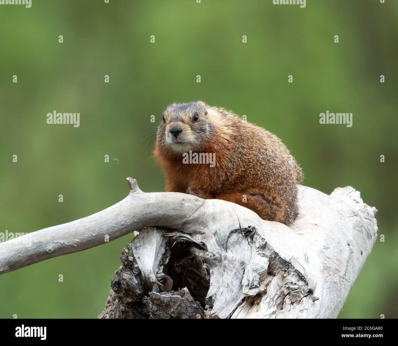Yellow-bellied Marmot, Grand Teton National Park, Wyoming Stock Photo ...