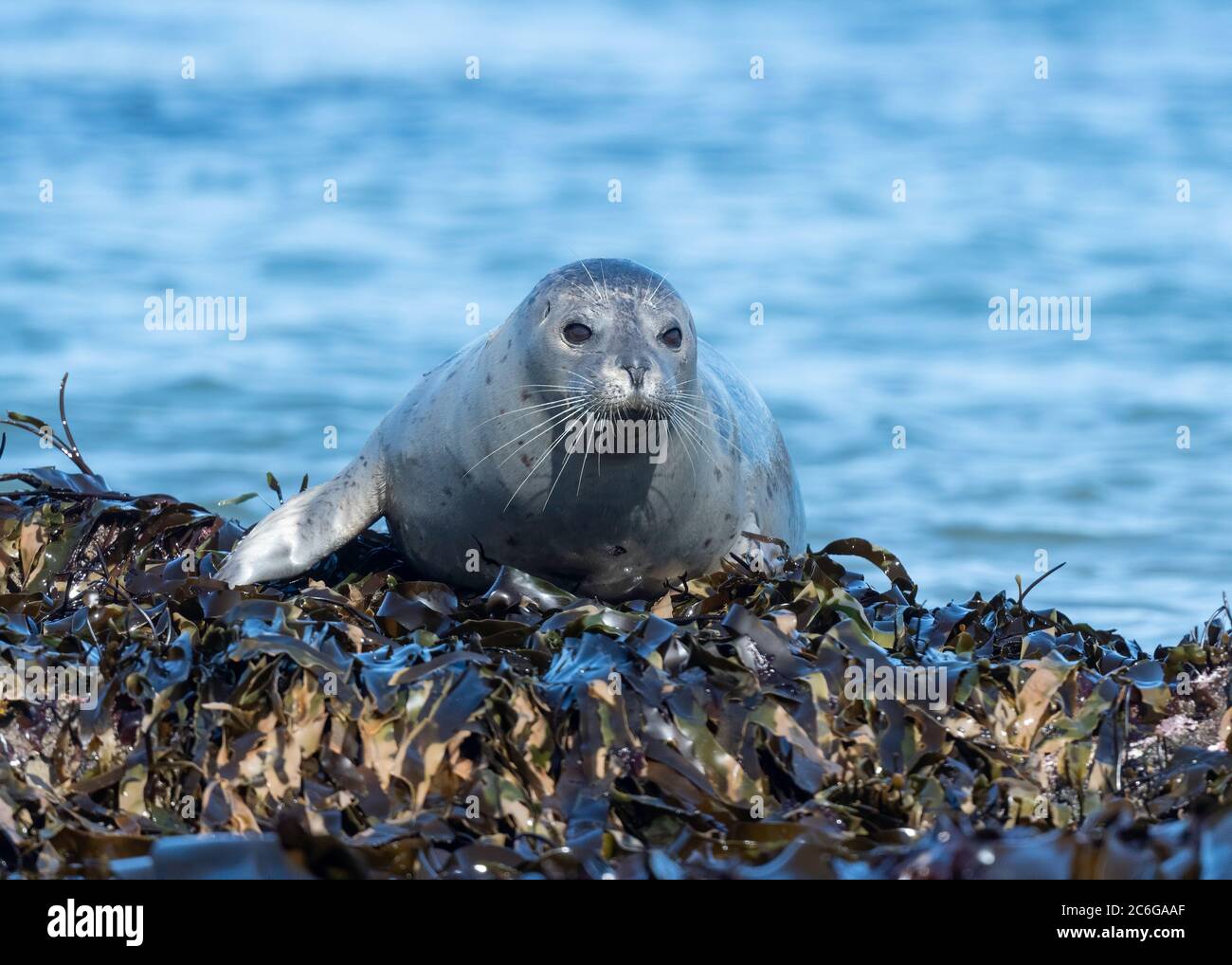 Harbor Seal (Phoca vitulina) pup on Oregon Coast, Pacific Ocean Stock ...