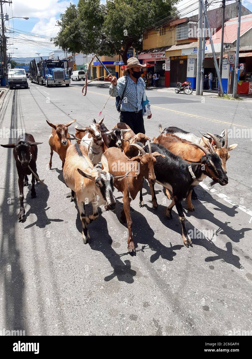 Man herding goats to sell their milk in guatemala city Stock Photo - Alamy