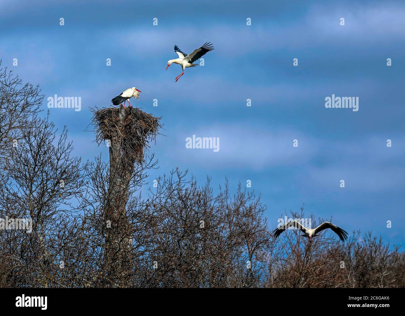 Black stork pair at nest hi-res stock photography and images - Alamy