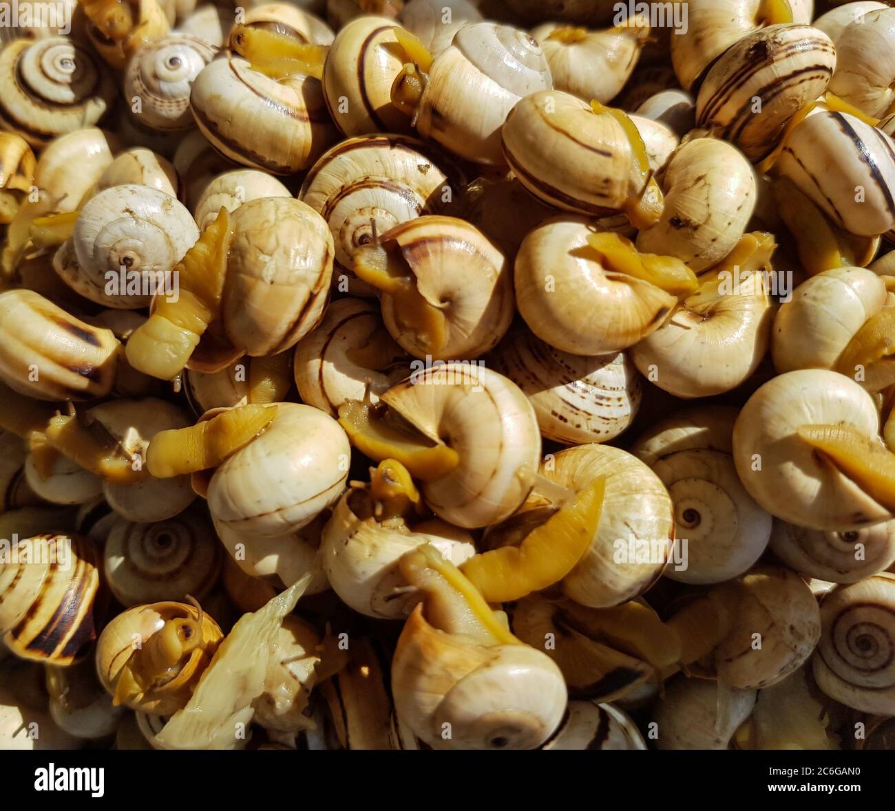 Top view of small cooked snails Stock Photo - Alamy
