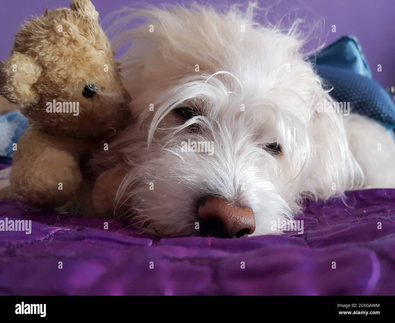 Dog with teddy bear hi-res stock photography and images - Alamy