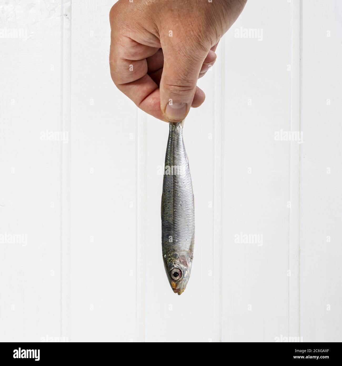 a hand held sardine in front of a white background Stock Photo - Alamy