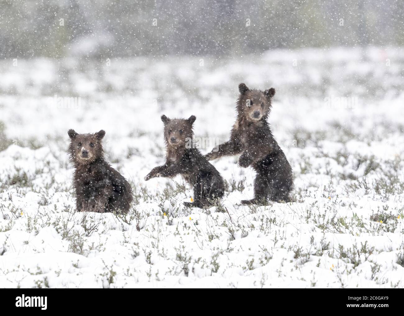 Three grizzly bear cubs hi-res stock photography and images - Alamy