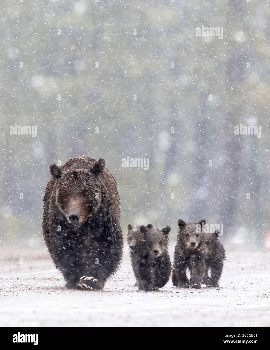 Grizzly bear 399 grand teton national park hi-res stock photography and ...