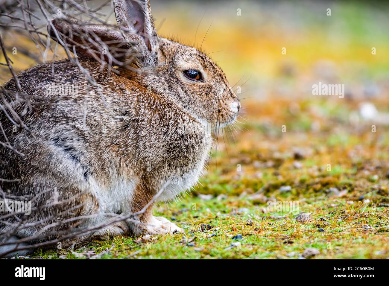 Eastern cottontail North America common rabbit Stock Photo - Alamy