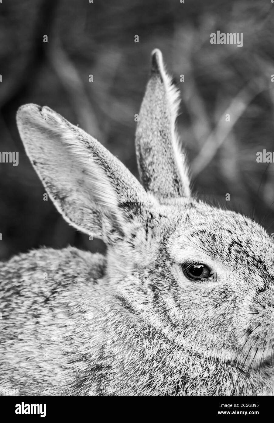White cute rabbit sitting Black and White Stock Photos & Images - Alamy