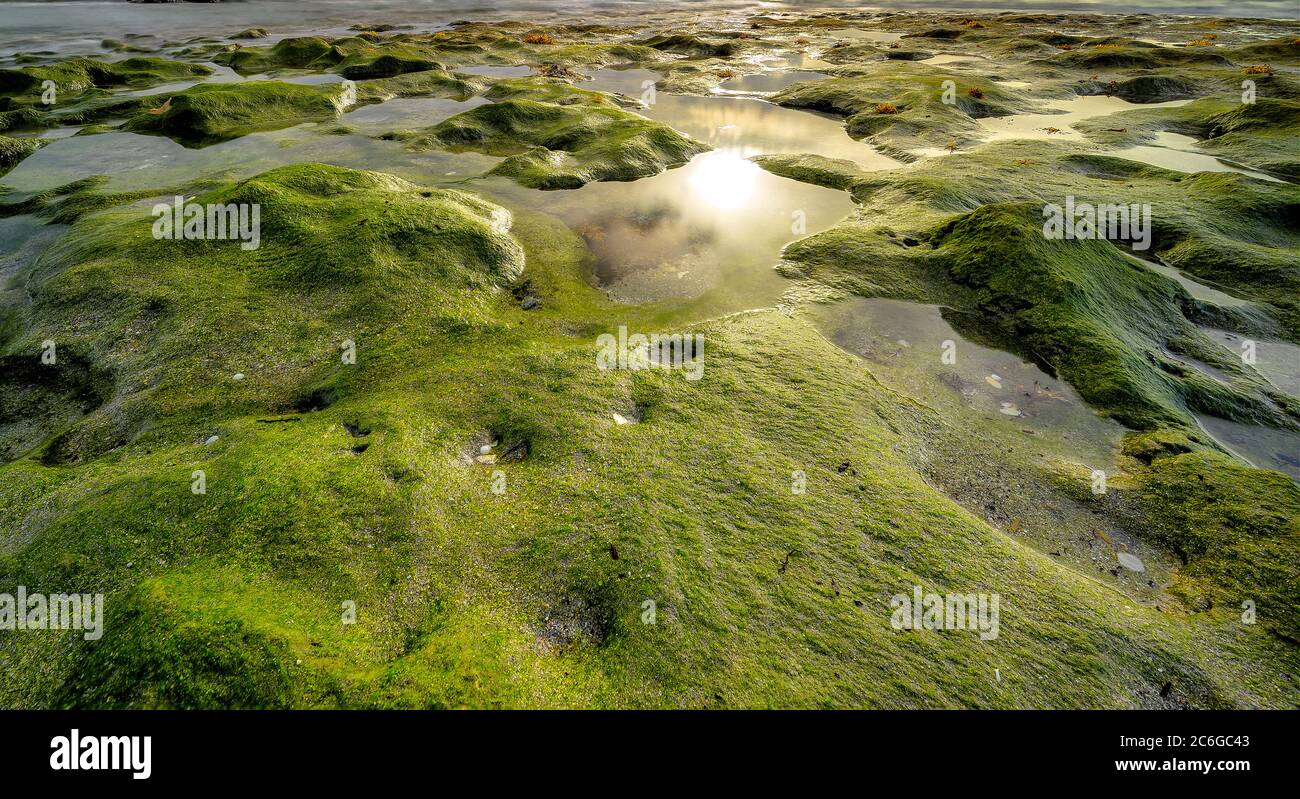 The wet algae on the rocks at Red Reef Park in Boca Raton, glows in the ...