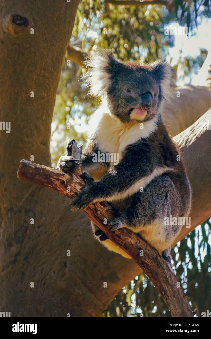 A wild grey koala from Yanchep National Park, western australia Stock ...