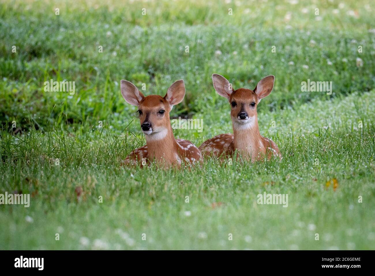 Bedded fawn hi-res stock photography and images - Alamy