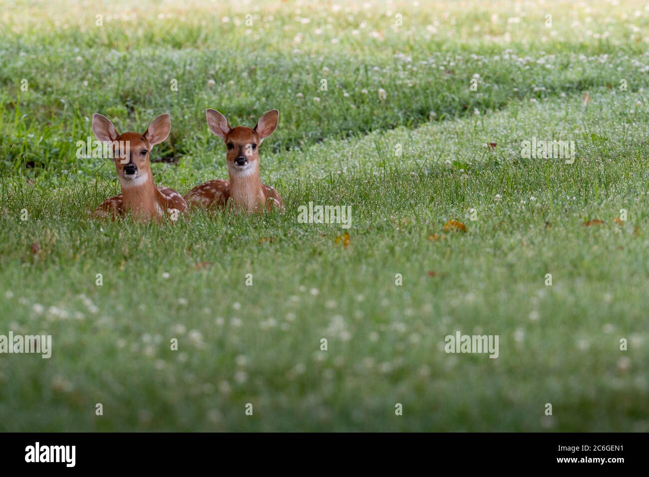 Fawn down hi-res stock photography and images - Alamy