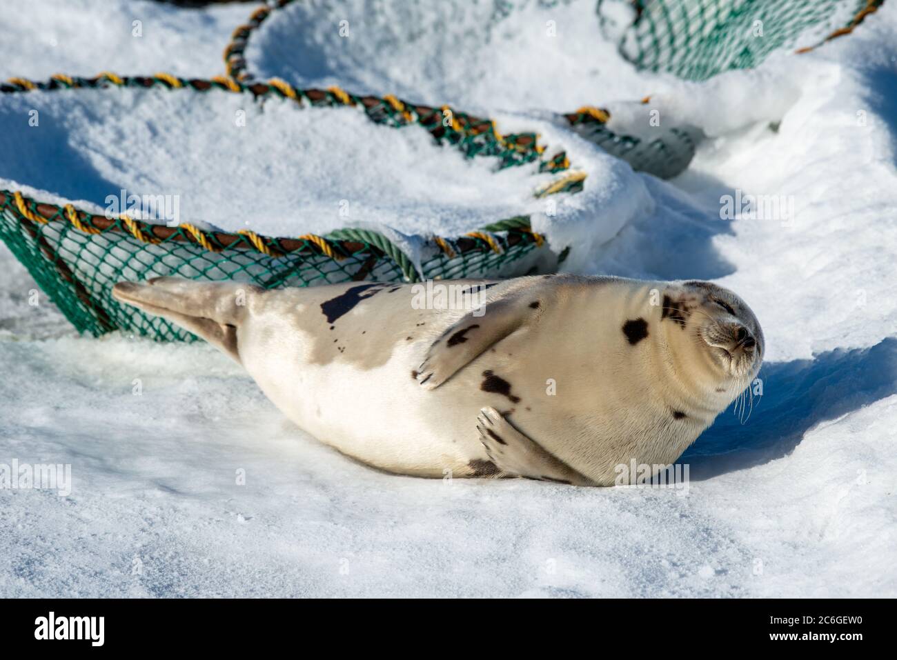 Animal with flippers hi-res stock photography and images - Alamy