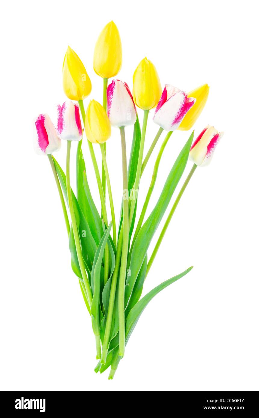 Yellow and variegated tulips on white background Stock Photo - Alamy