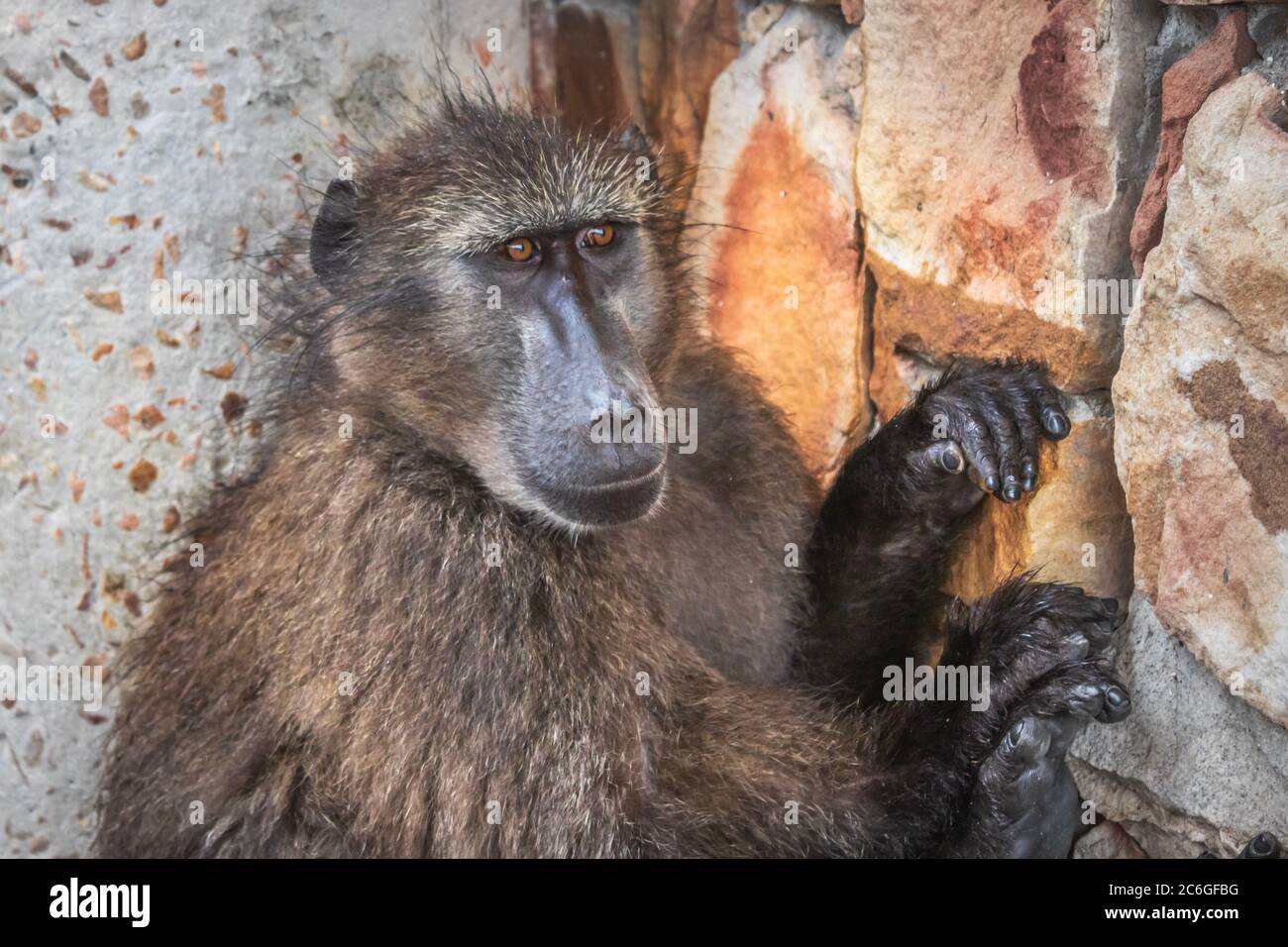 Chacma baboon (Papio ursinus) sitting on a wall, Cape Point Nature ...