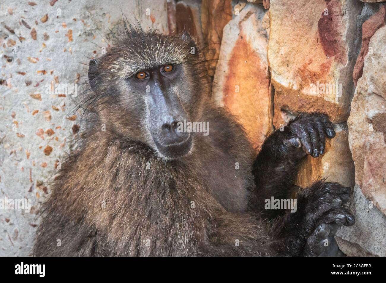 Chacma baboon (Papio ursinus) sitting on a wall, Cape Point Nature ...