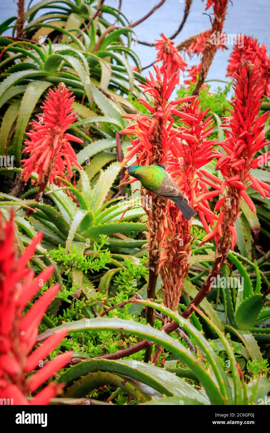 False sunbird hi-res stock photography and images - Alamy