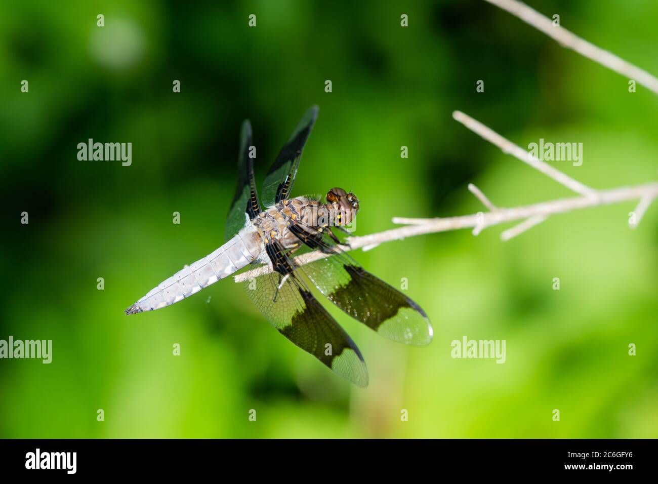 Common whitetail plathemis lydia hi-res stock photography and images ...
