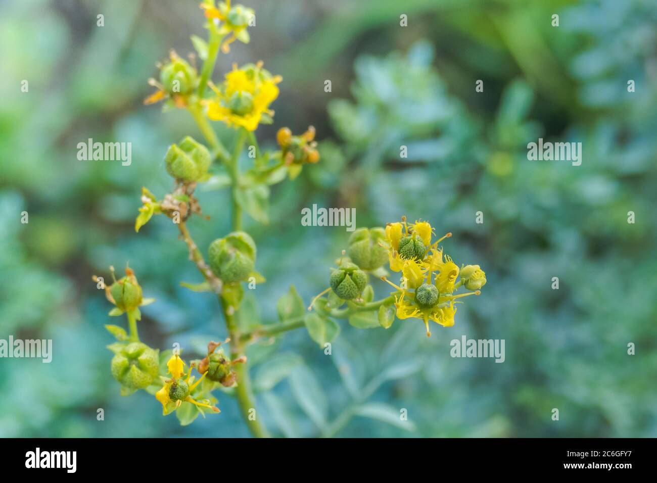 Ruta graveolens hi-res stock photography and images - Alamy